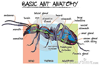 Ant Anatomy Vector Illustration | CartoonDealer.com #231439756