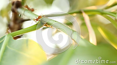 Ant Climbing On Tree With Sunlight Stock Video - Video of closeup ...