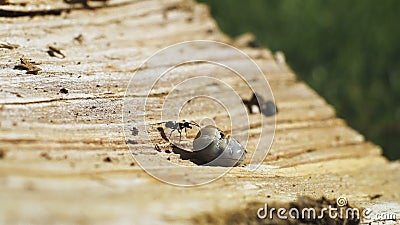 An ant eating a worm stock footage. Video of creature - 75073684
