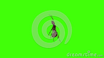 Ant Insect Ari Crazy Attack Green Screen 3D Rendering Animation, Little ...