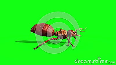Ant Insect Run Cycle Side Green Screen 3D Rendering Animation Stock ...