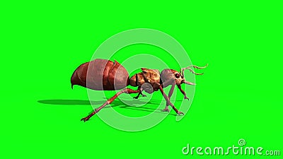 Ant Insect Walkcycle Side Green Screen 3D Rendering Animation Stock ...