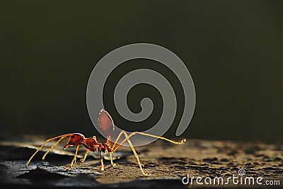 Ant With Light And Shadow Stock Image | CartoonDealer.com #89554669