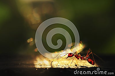 Ant With Light And Shadow Royalty-Free Stock Photography ...