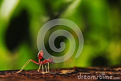 Ant With Light And Shadow Royalty-Free Stock Photo | CartoonDealer.com ...