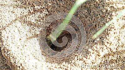 Ant Nest in Nature Environment. Colony on the Sand Ground 4k Uhd 25FPS ...