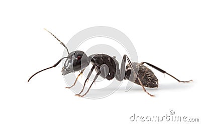 Ant Side View Stock Photo - Image: 40692256