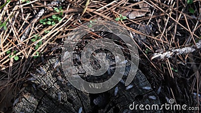 Anthill. Ants on the Stump. Spring Bugs Stock Video - Video of color ...