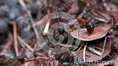 Anthill Ginger Ants Formica Rufa on Tree Bark Close-up in Siberia on ...