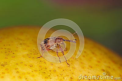 Anthonomus Pomorum Or The Apple Blossom Weevil Is A Major Pests Of ...
