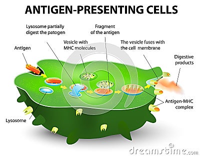 Antigen-presenting Cell Vector Illustration | CartoonDealer.com #38958826