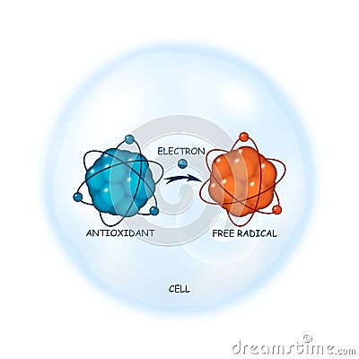 Antioxidant Working Principle Abstract Vector Representation ...