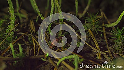 Ants Bite Firefly in Green Grass Forest, Summer Night Time Stock Video ...