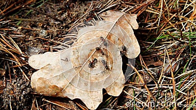 Ants building anthill stock video. Video of building - 45065443