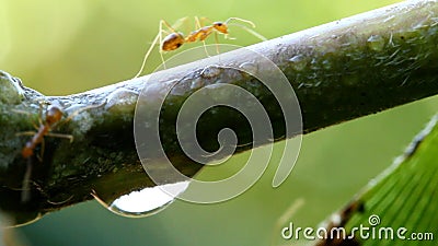 Ants Climbing on Tree with Sunlight Stock Video - Video of black ...