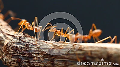 Ants Climbing on Tree with Sunlight Stock Video - Video of black ...