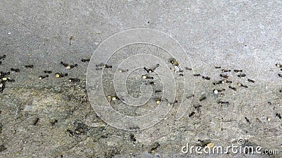 Ants collecting food stock video. Video of moving, workers - 53260361
