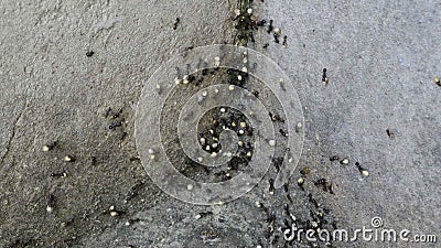 Ants collecting food stock footage. Video of migrating - 53300342