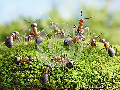 Ants Create Network In Anthill Royalty Free Stock Photos - Image: 21055748