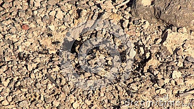 Ants in the Desert Crawling into an Anthill Stock Footage - Video of ...
