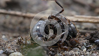 Ants eating a big fly stock footage. Video of insect - 145481478