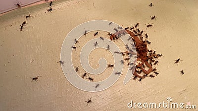 Ants Eating Dead Scorpio. Time Lapse Stock Footage - Video of ...
