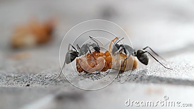 Ants eating stock video. Video of format, food, closeup - 102578669