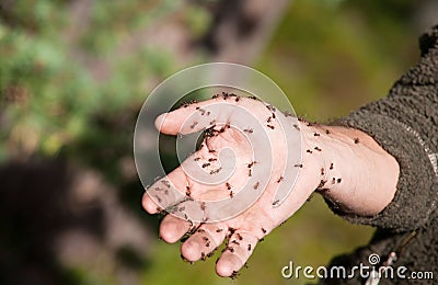 Ants On Human Hand Royalty Free Stock Photography - Image: 27018647