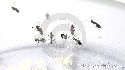 Ants moving close up stock video. Video of swift, ants - 145902011