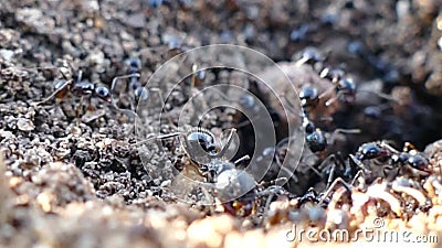 Ants Running in the Nest and Big Ant Anthill and Ants Running, Stock ...