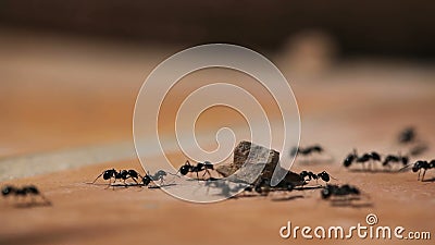 Ants running stock video. Video of colony, work, animal - 43440221