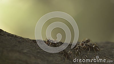 Ants at work stock video. Video of competition, branch - 43058703