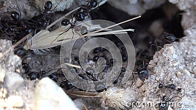 Ants Working Gathering Food for Winter, Ant Hill, Workers Insecers Hive ...