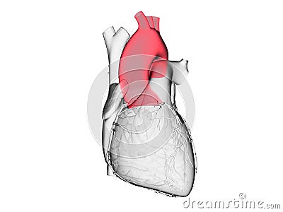 The Aorta Stock Illustration | CartoonDealer.com #157581679