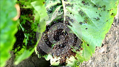 Aphid (plant Lice) on a Cherry Tree Leaf Stock Video - Video of ...