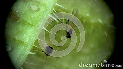 Aphid Under a Microscope, Aphididae - Aphid Superfamily Aphidoidea ...
