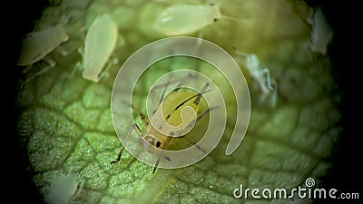 Aphid Under a Microscope, Aphididae - Aphid Superfamily Aphidoidea ...