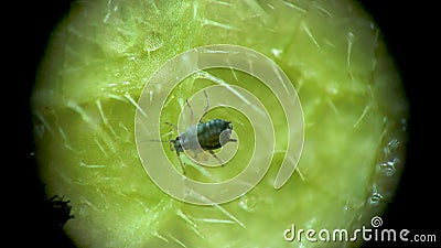 Aphid Under a Microscope, Aphididae - Aphid Superfamily Aphidoidea ...