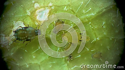 Aphid Under a Microscope, Aphididae - Aphid Superfamily Aphidoidea ...