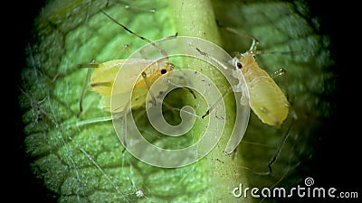 Aphid Under a Microscope, Aphididae - Aphid Superfamily Aphidoidea ...