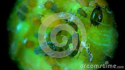 Aphid Under a Microscope, - Aphid Superfamily Aphidoidea, Hemiptera on ...