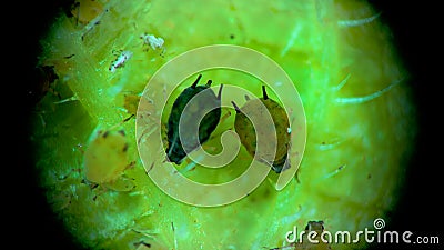 Aphid Under a Microscope, - Aphid Superfamily Aphidoidea, Hemiptera on ...