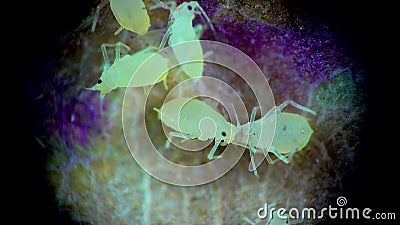Aphid Under a Microscope, - Aphid Superfamily Aphidoidea, Hemiptera on ...