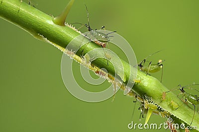 Aphids On A Branch, Orchard, Garden Insects, Stock Photo ...