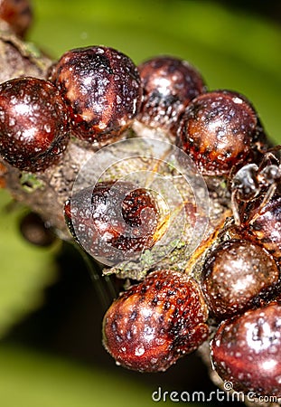 Aphids Are Parasites On The Bark Of A Tree. Stock Photography ...