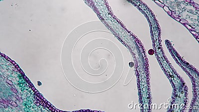 Apical Bud Filmed Under Microscope 200x in Longitudinal Section Against ...