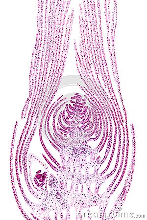 Apical Bud Of An Aquatic Plant, Longitudinal Section, 20X Light ...