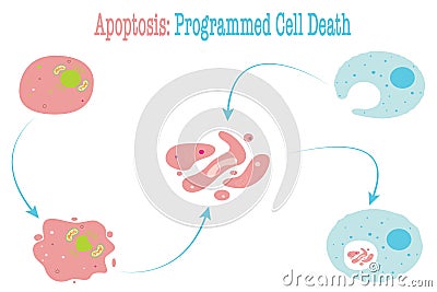 Apoptosis Vector Illustration Diagram | CartoonDealer.com #252276879