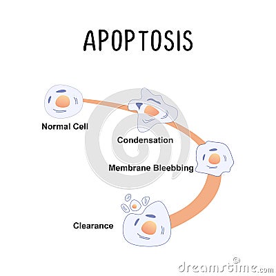 Apoptosis (Programmed Cell Death): The Natural Process Of Cell Death ...