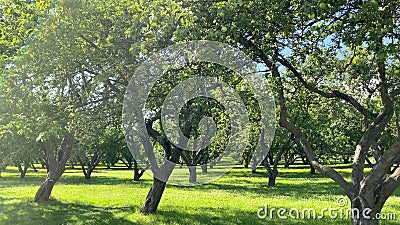 An Apple Orchard with Green Apples in Sunlight. Stock Video - Video of ...